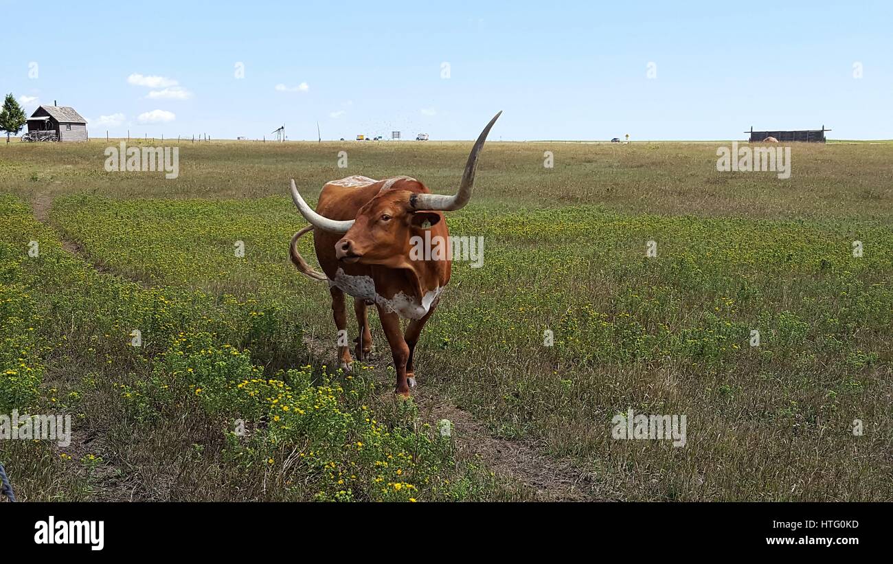 Steer trail hi-res stock photography and images - Alamy
