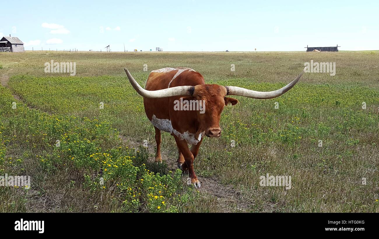 Longhorn steers hi-res stock photography and images - Alamy