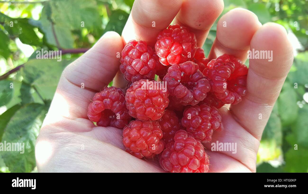 raspberries in the hand Stock Photo - Alamy