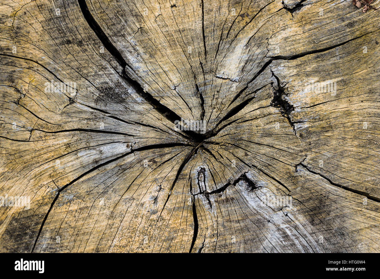 Close up of a stump stuimp Stock Photo - Alamy