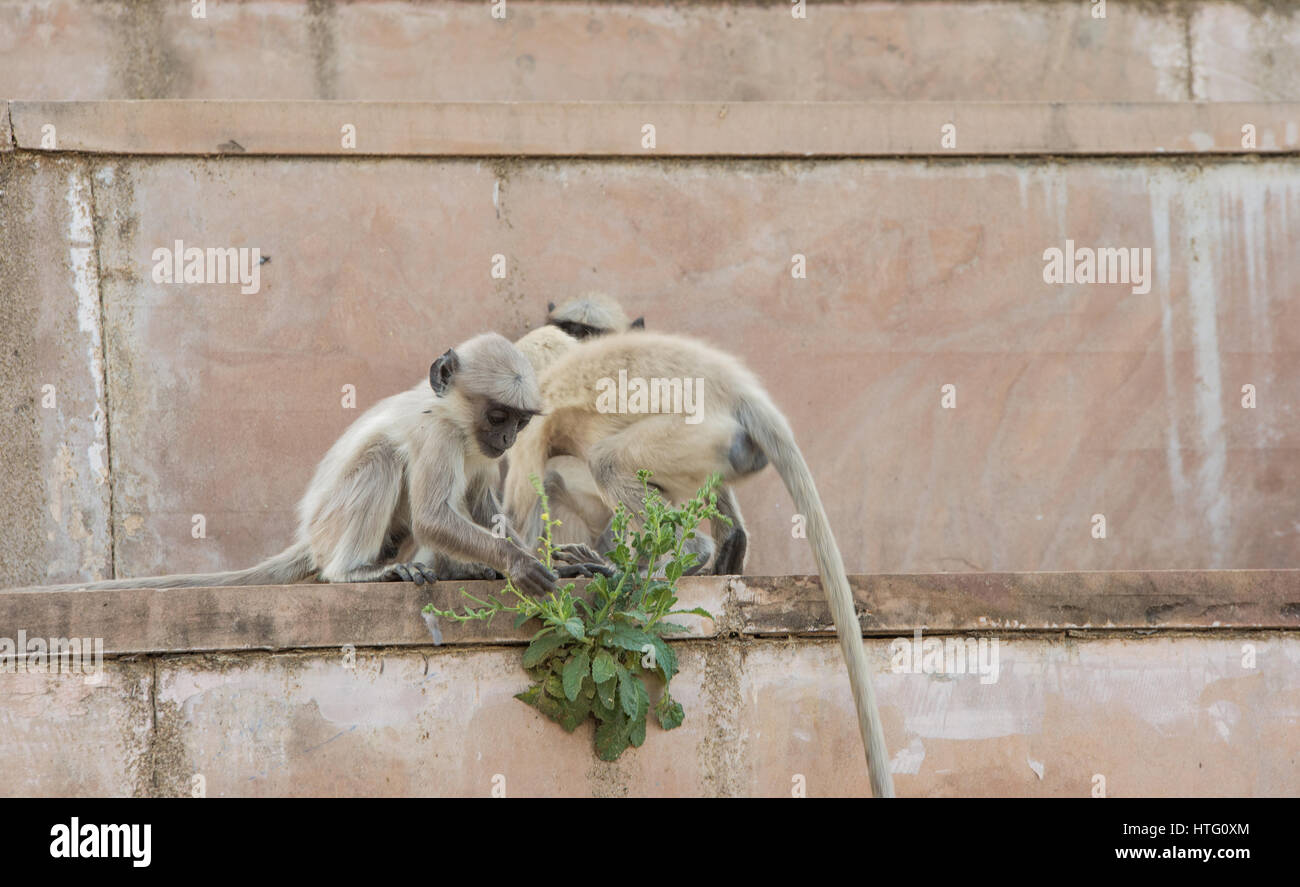 Cute little monkey in Rajasthan, India Stock Photo - Alamy