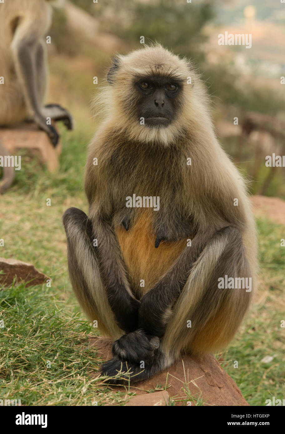 Cute little monkey in Rajasthan, India Stock Photo - Alamy