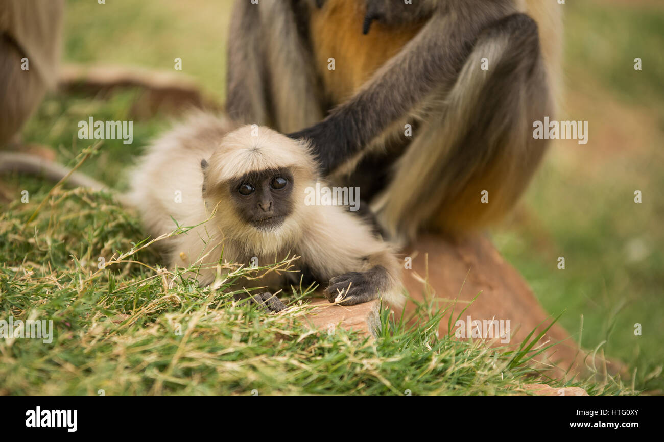 Cute little monkey in Rajasthan, India Stock Photo - Alamy