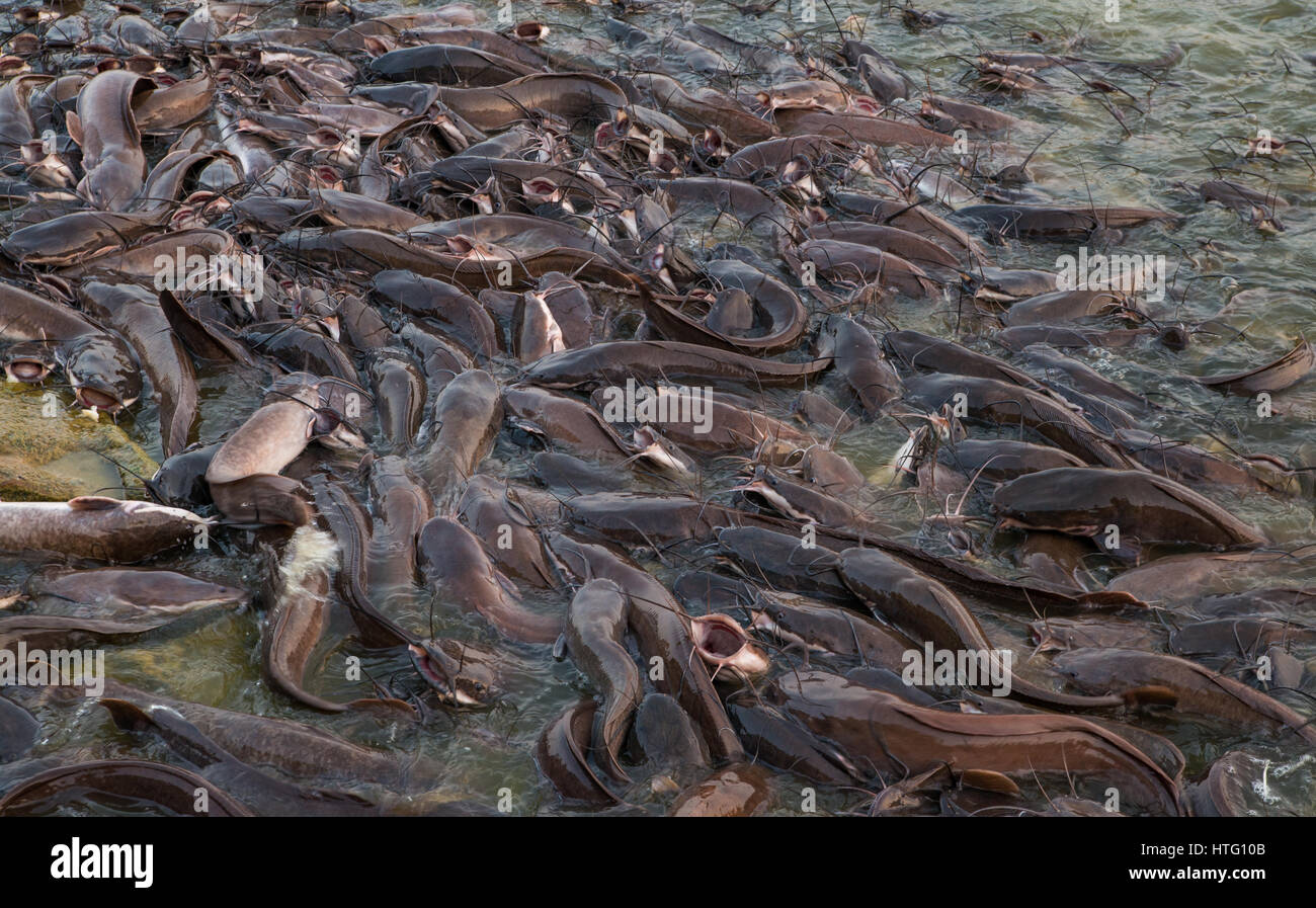 Indian fish farming hi-res stock photography and images - Alamy