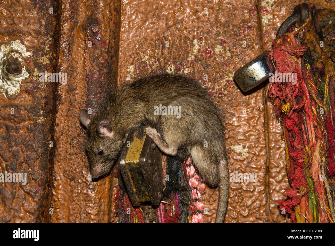 Feeding rats in Karni Mata temple in Rajasthan, India Stock Photo - Alamy