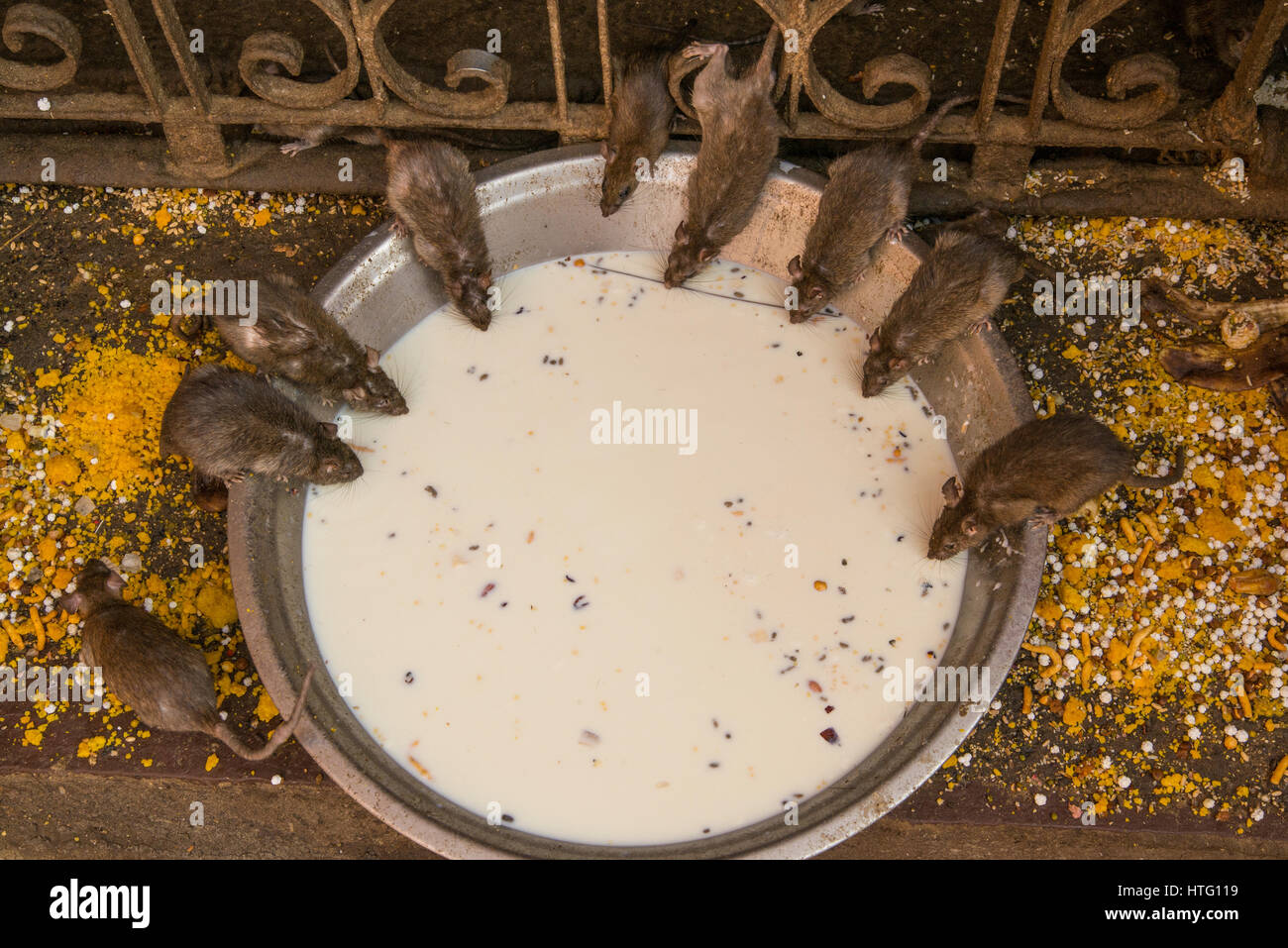 Feeding rats in Karni Mata temple in Rajasthan, India Stock Photo - Alamy