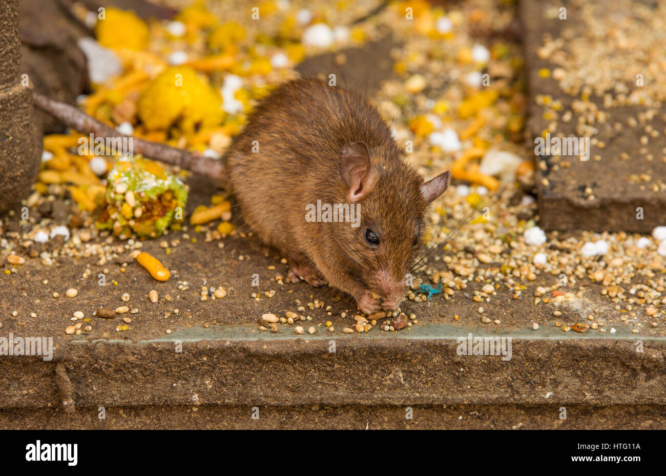 Feeding rats in Karni Mata temple in Rajasthan, India Stock Photo - Alamy