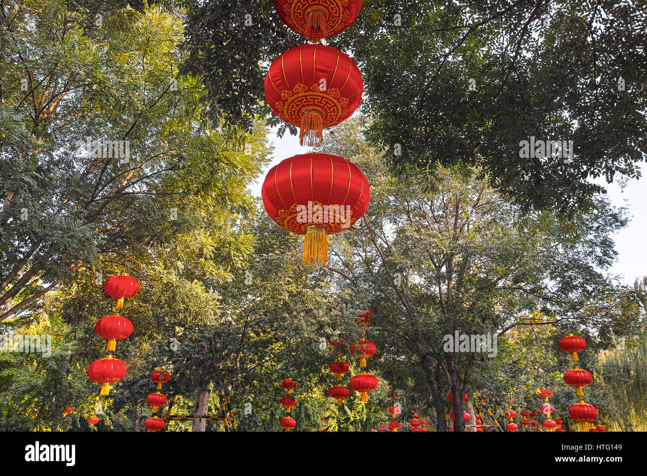 Red lanterns hang on the trees Stock Photo - Alamy