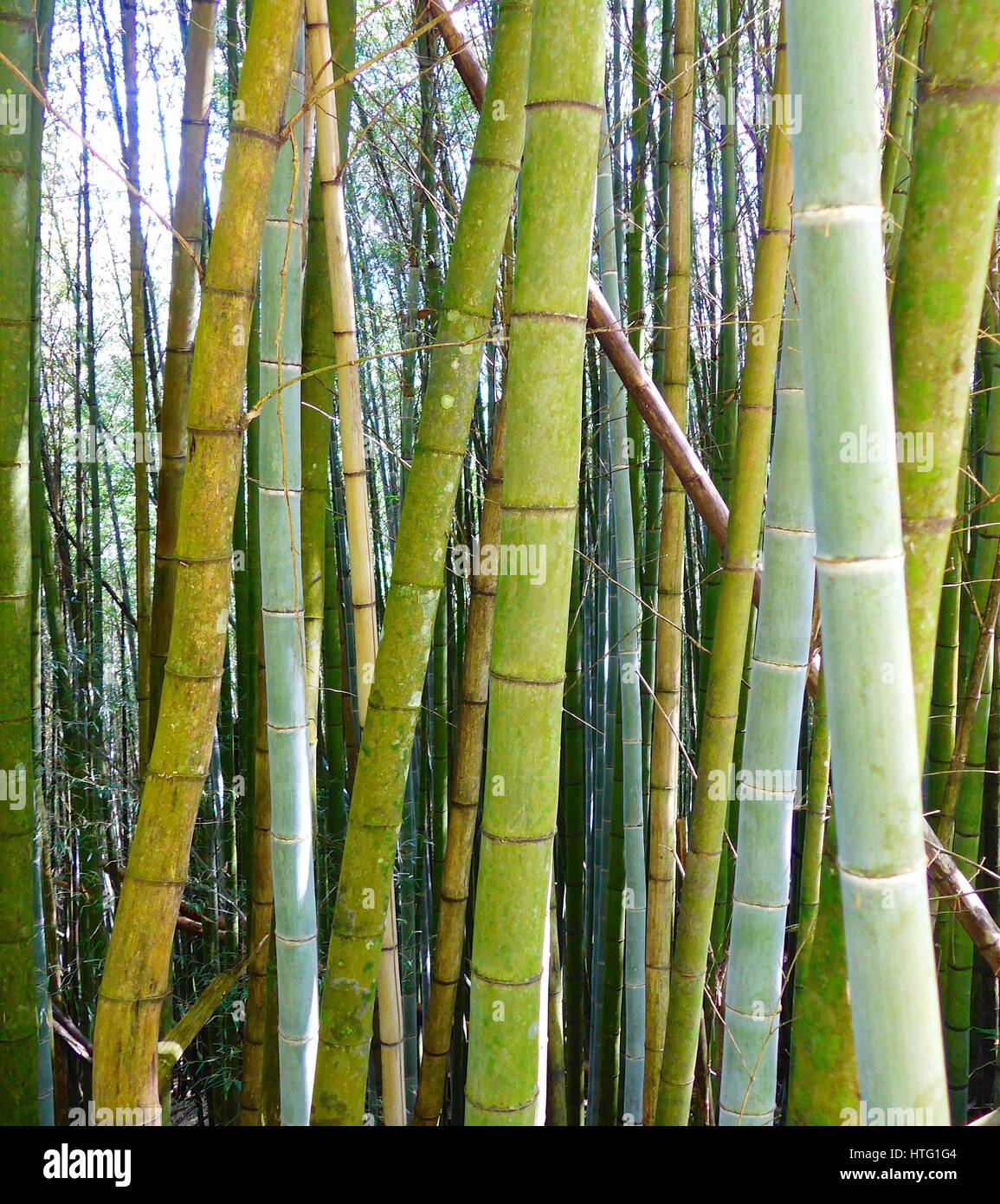 Bamboo stem closeup Stock Photo - Alamy