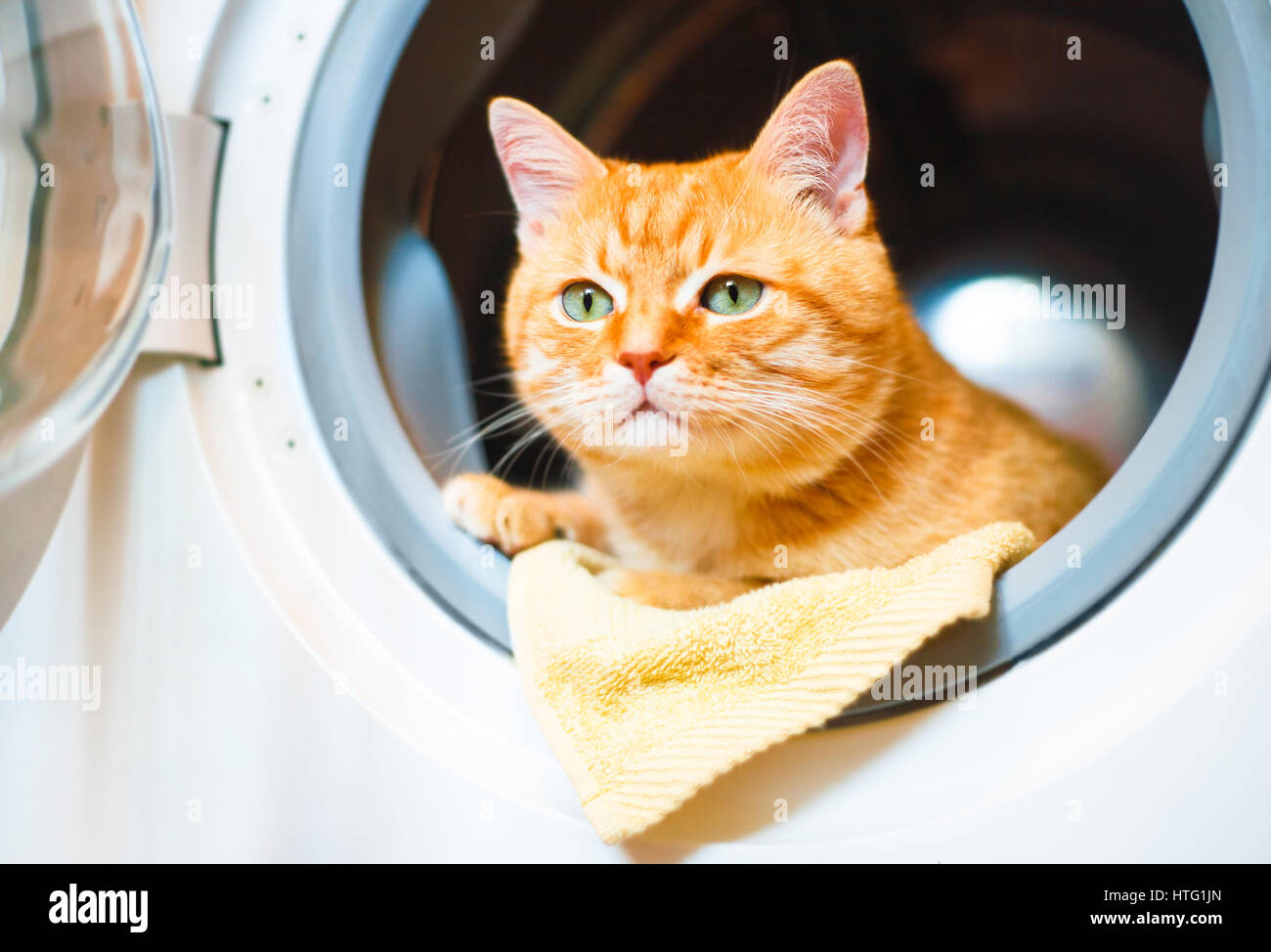 Cute red cat in the washing machine Stock Photo - Alamy
