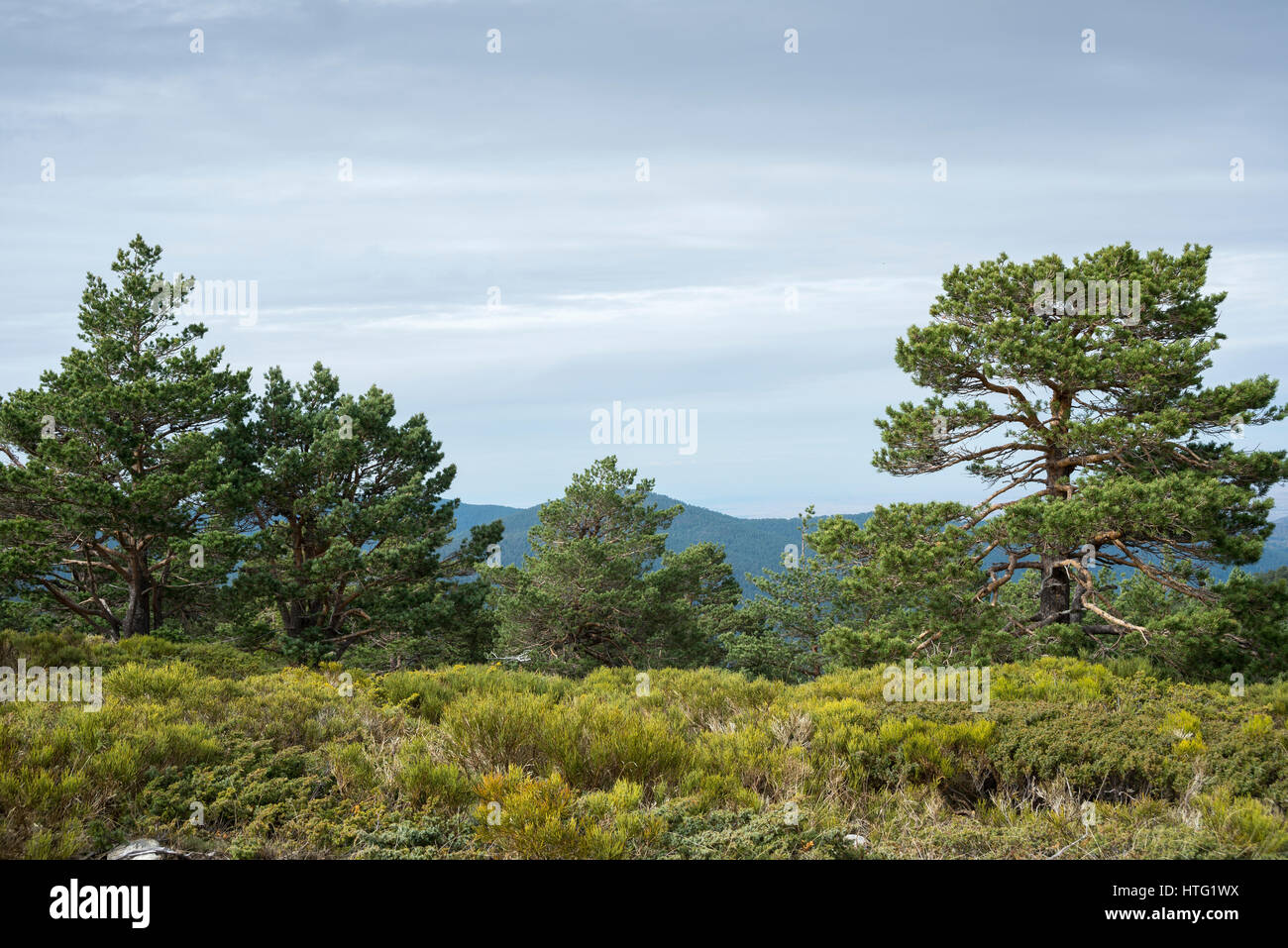Scots pine forest and padded brushwood (Cytisus oromediterraneus and ...