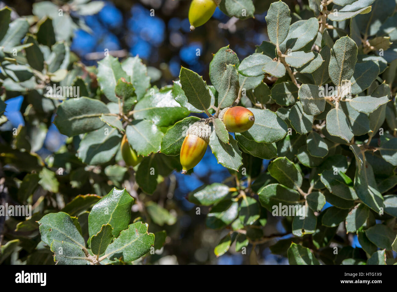Close up of foliage and acorns of Holm Oak, Quercus ilex subsp ...