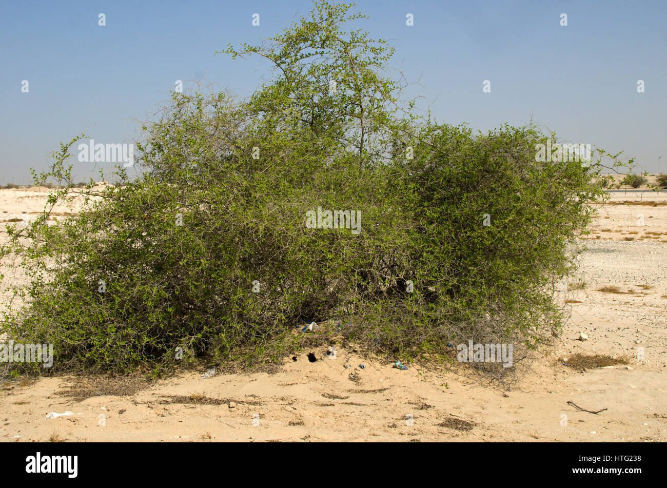 Desert landscape with desert shrubs and small desert plants Stock Photo ...