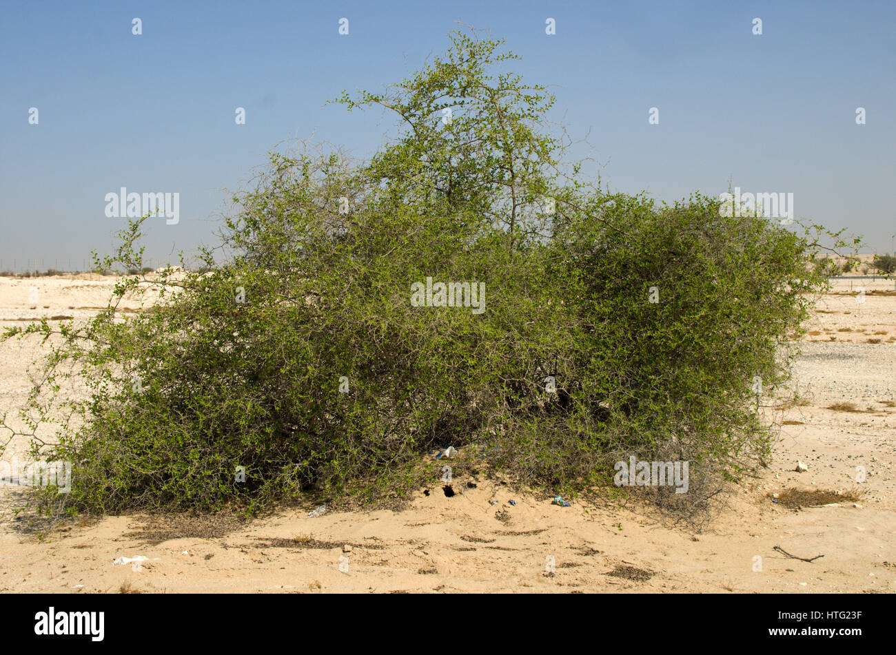 Desert landscape with desert shrubs and small desert plants Stock Photo ...