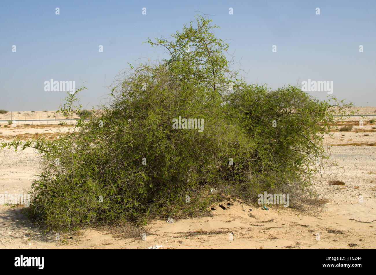 Desert plants qatar hi-res stock photography and images - Alamy