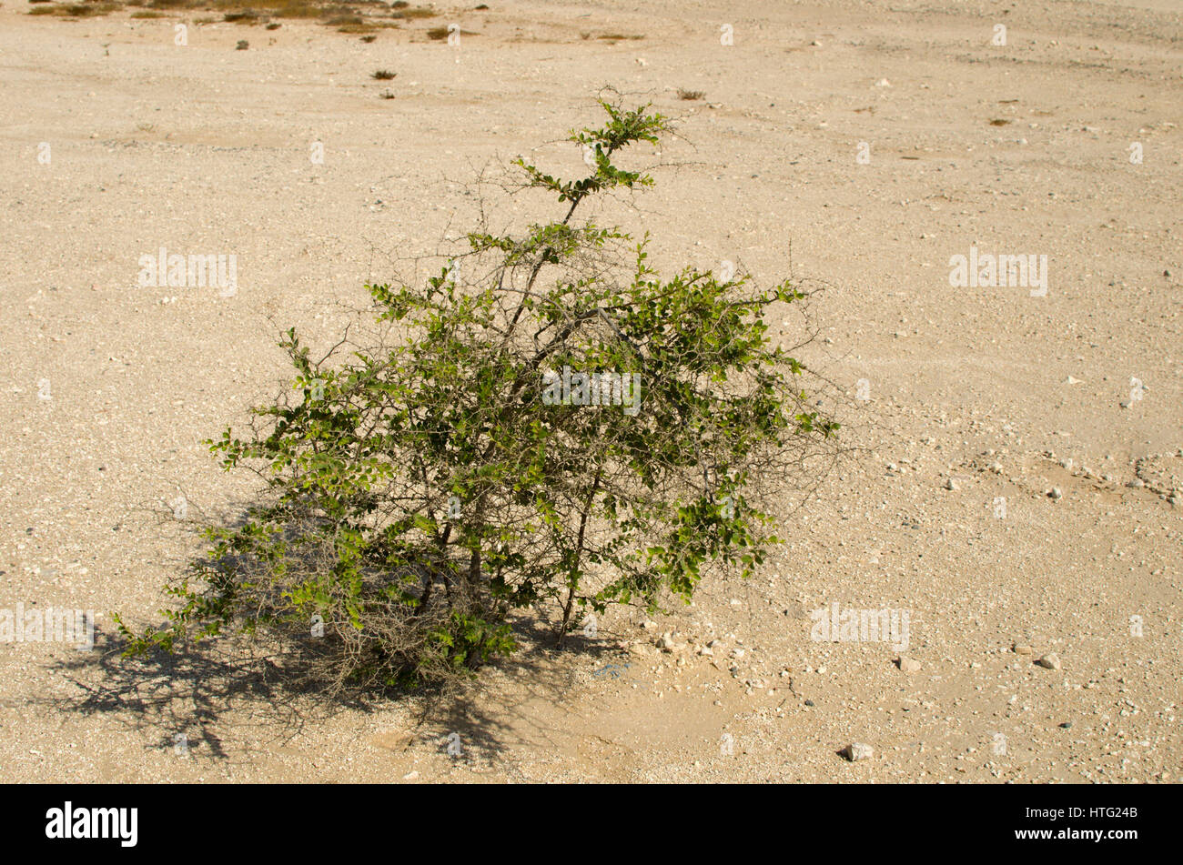 Desert landscape with desert shrubs and small desert plants Stock Photo ...