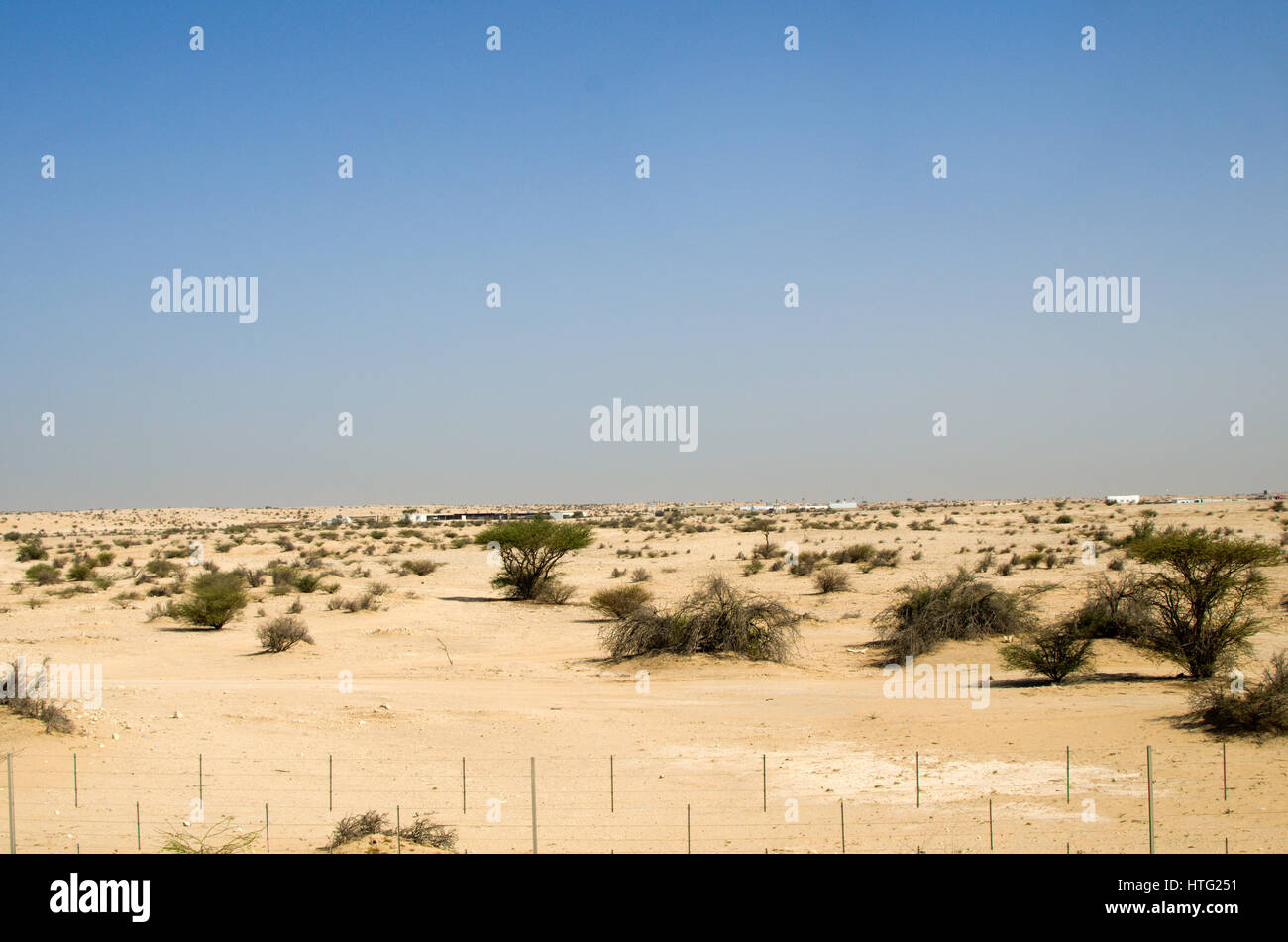 Desert plants qatar hi-res stock photography and images - Alamy