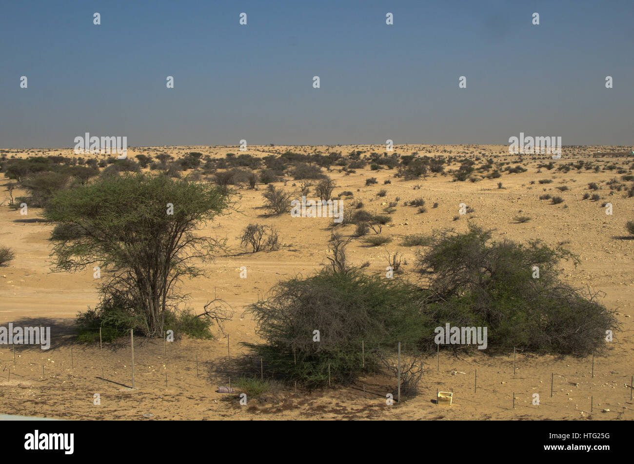 Desert landscape with desert shrubs and small desert plants Stock Photo ...