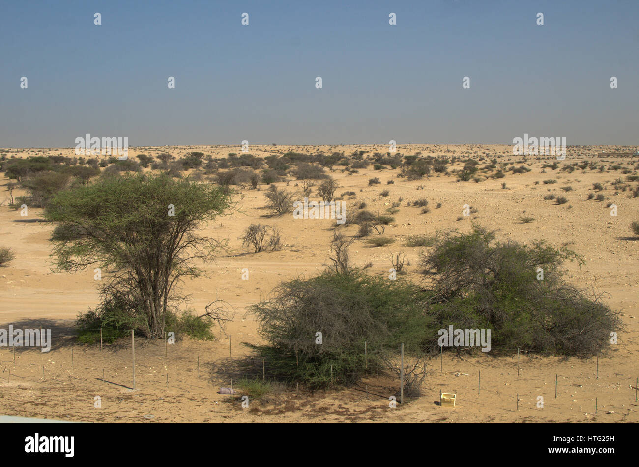 Desert landscape with desert shrubs and small desert plants Stock Photo ...