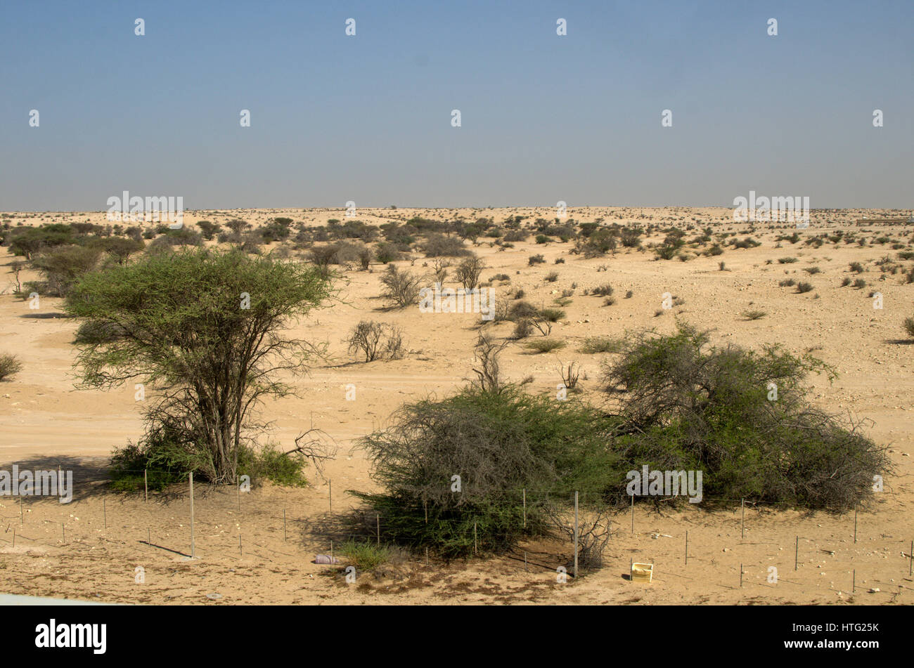 Desert landscape with desert shrubs and small desert plants Stock Photo ...