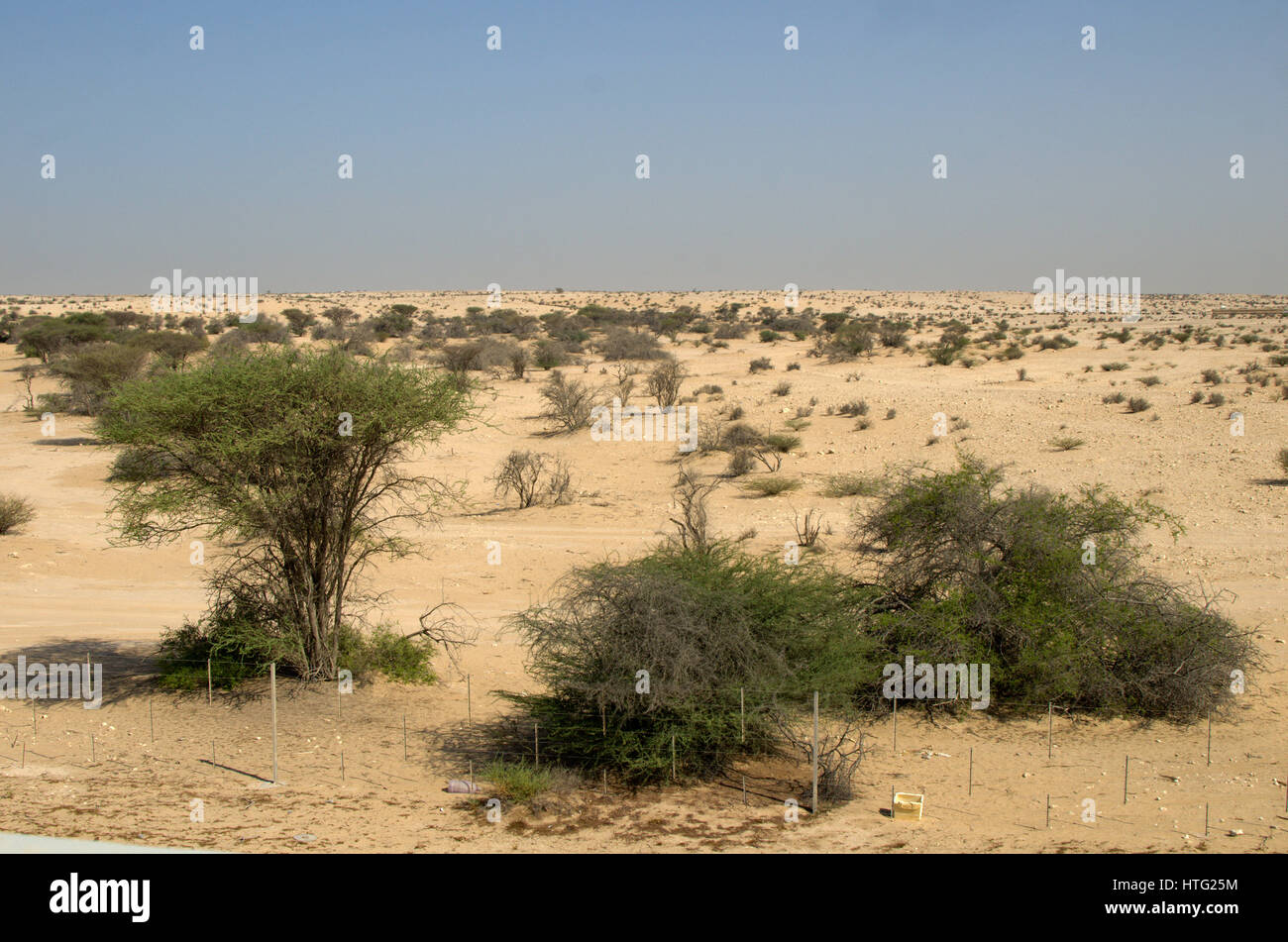 Desert plants qatar hi-res stock photography and images - Alamy