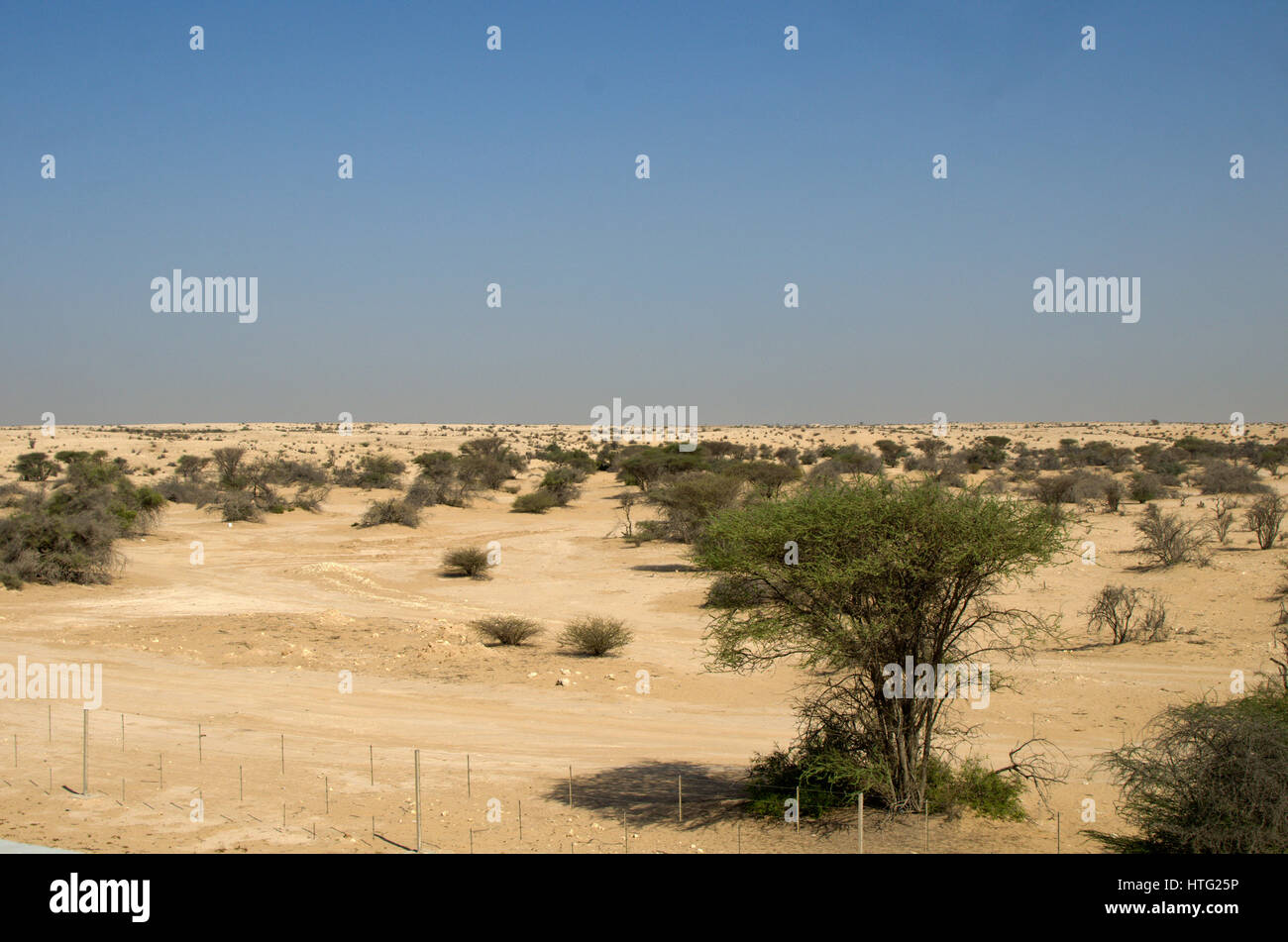 Desert plants qatar hi-res stock photography and images - Alamy