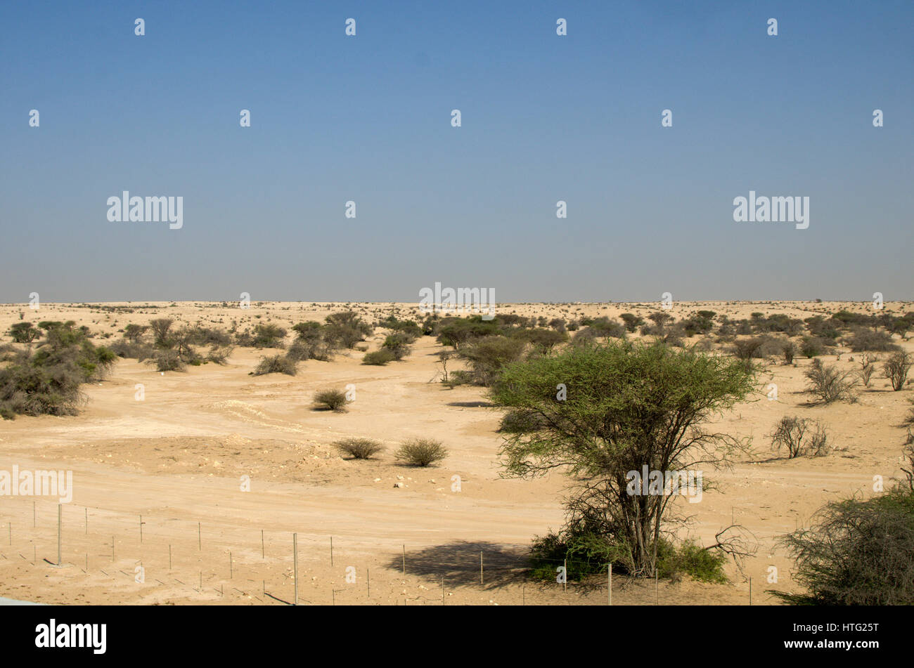 Desert landscape with desert shrubs and small desert plants Stock Photo ...