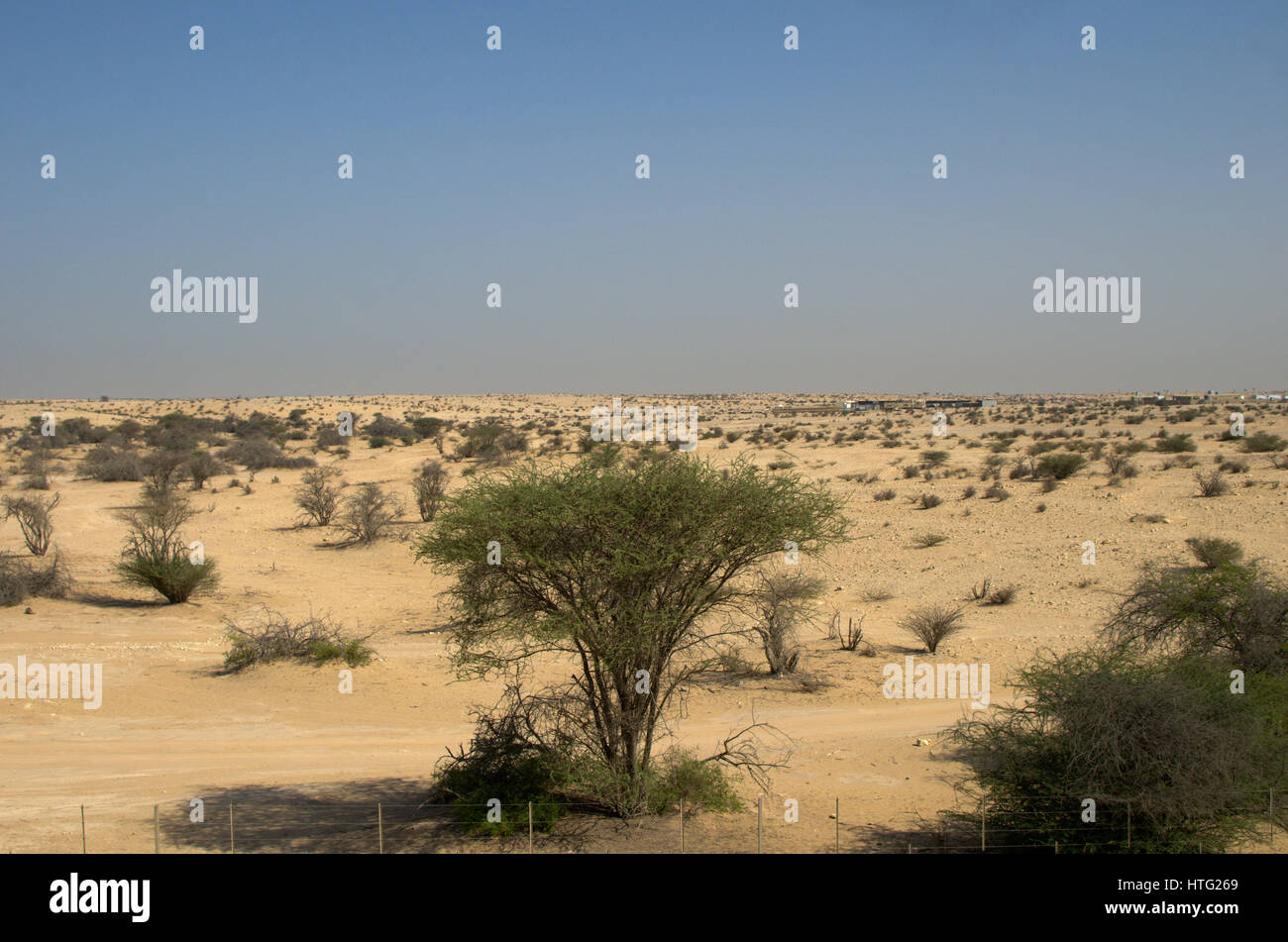 Desert landscape with desert shrubs and small desert plants Stock Photo ...