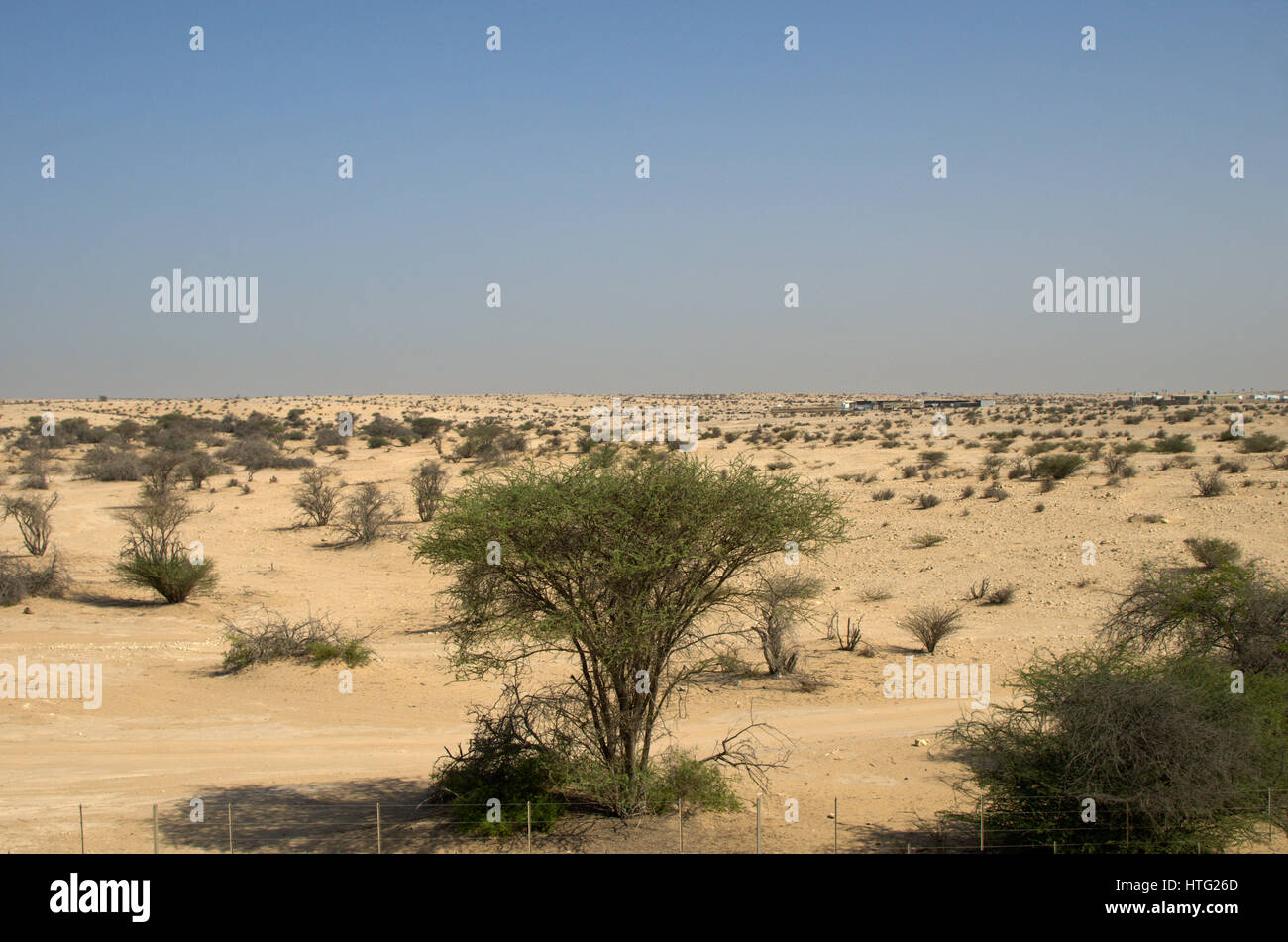 Desert landscape with desert shrubs and small desert plants Stock Photo ...