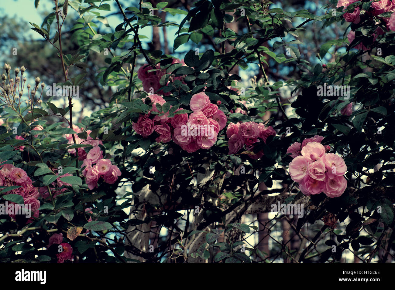 Rose lam hi-res stock photography and images - Alamy