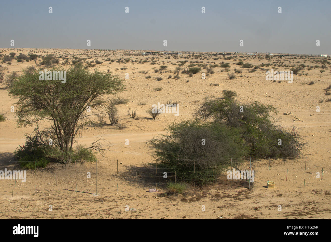 Desert landscape with desert shrubs and small desert plants Stock Photo ...