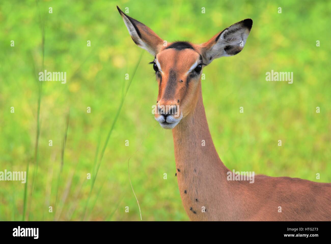 Female impala with horns hi-res stock photography and images - Alamy
