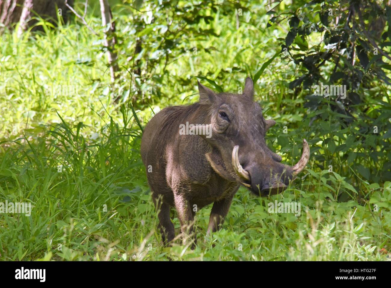 Male female warthog hi-res stock photography and images - Alamy