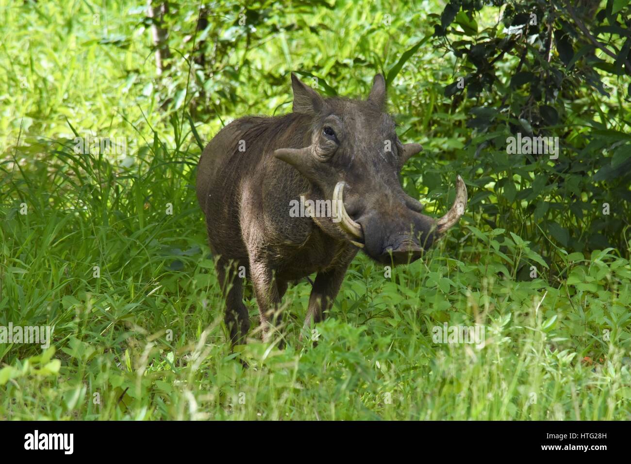 African wild pig hi-res stock photography and images - Alamy