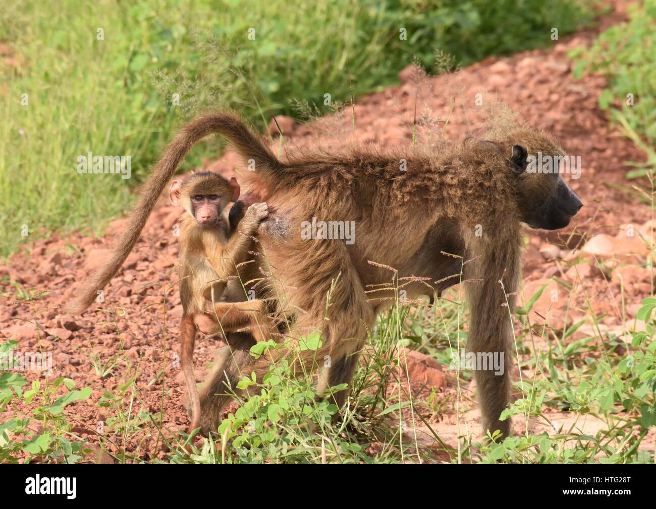 Green baboon and baby Africa Stock Photo - Alamy
