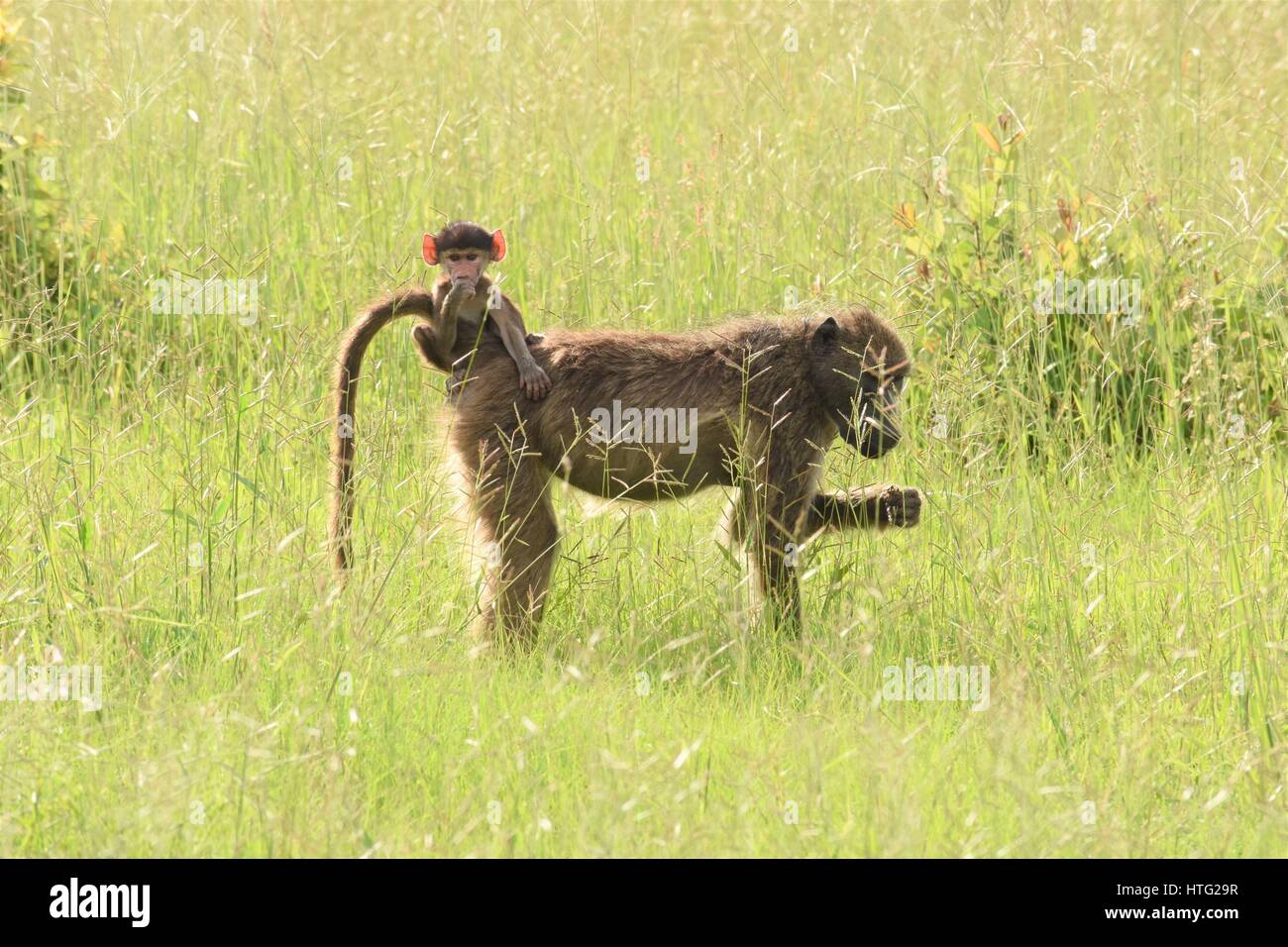 Green baboon and baby Africa Stock Photo - Alamy