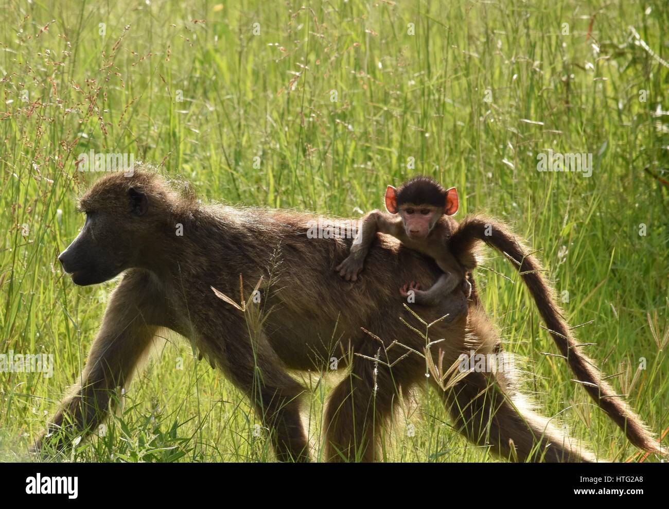 Green baboon and baby Africa Stock Photo - Alamy