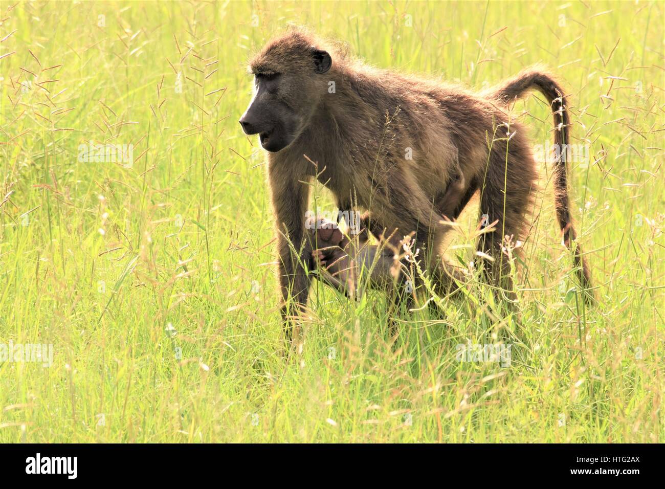 Green baboon hi-res stock photography and images - Alamy