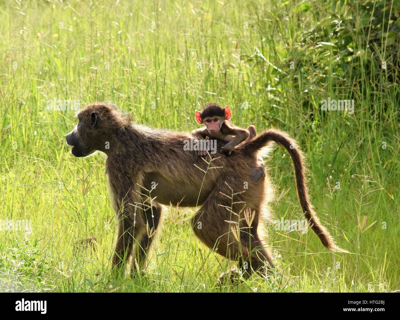 Green baboon and baby Africa Stock Photo - Alamy