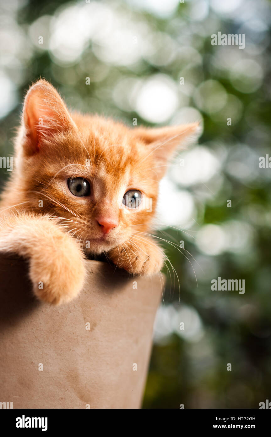 Ginger Kitten In Flower Pot Stock Photo - Alamy