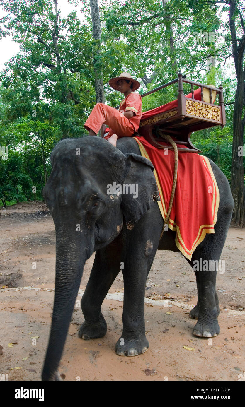 Asian elephant elephas maximus man hi-res stock photography and images ...