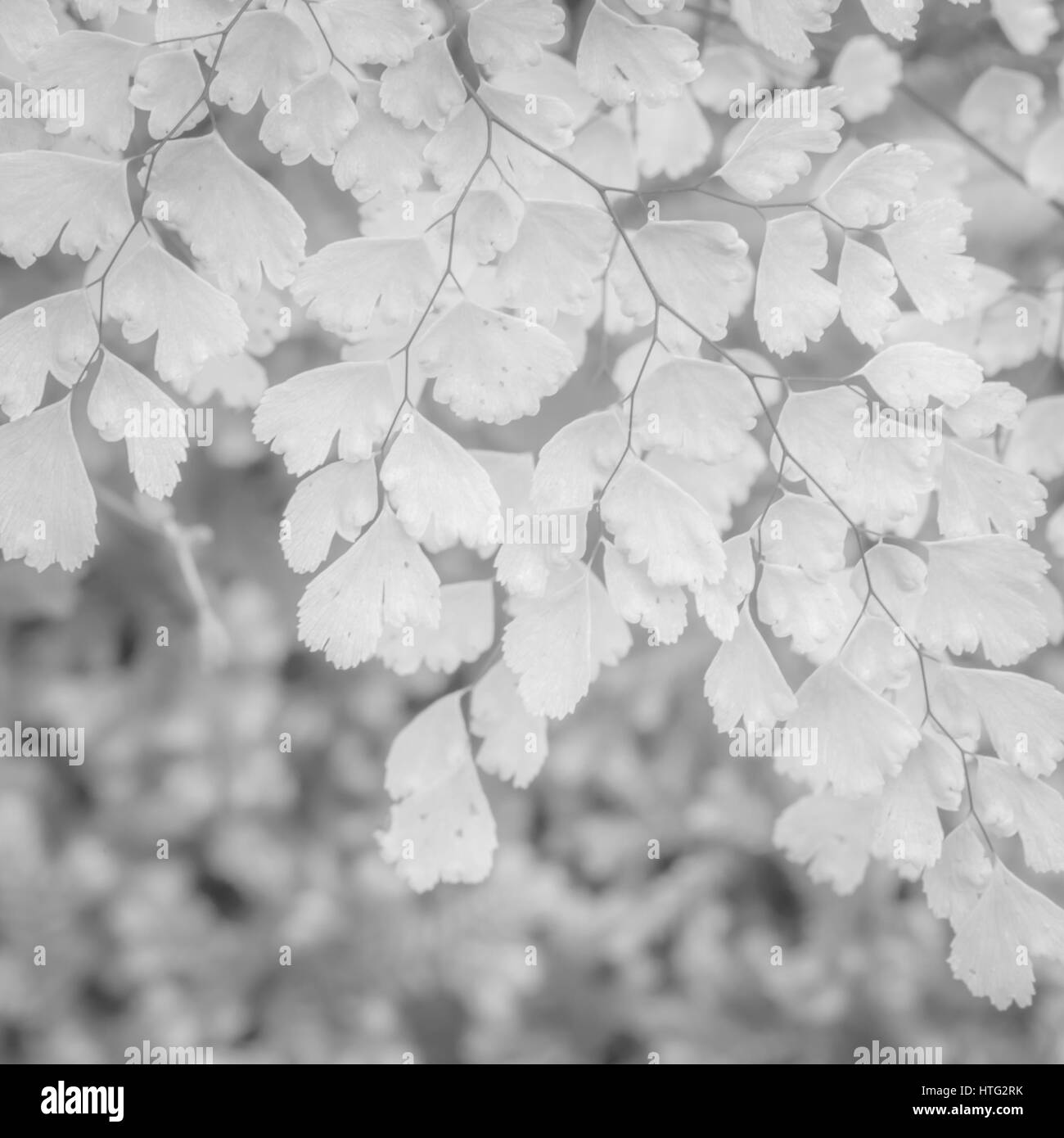 White background texture of Ornamental plants Stock Photo - Alamy