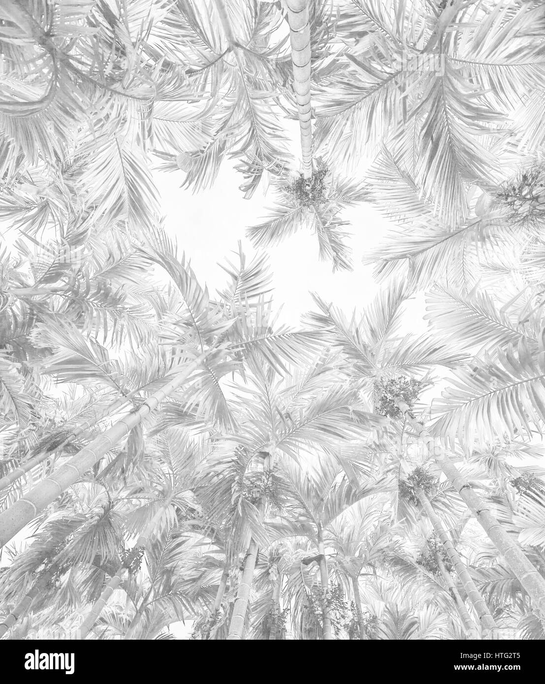 Coconut texture Black and White Stock Photos & Images - Alamy