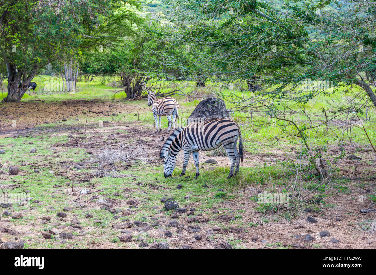 Zebra in Casela park, Mauritius island Stock Photo - Alamy