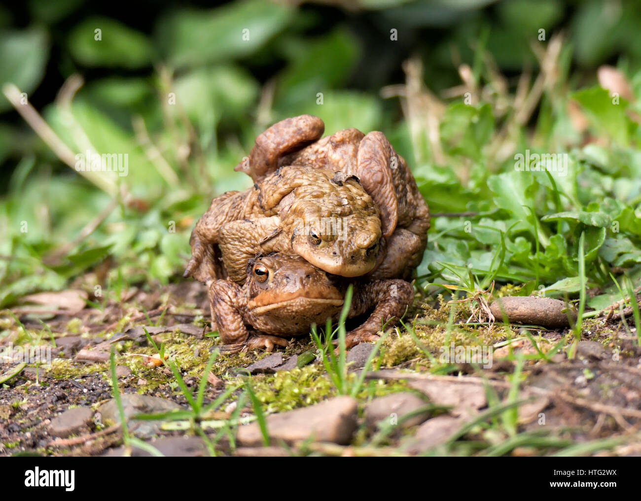 Toads mating on a woodland floor Stock Photo - Alamy