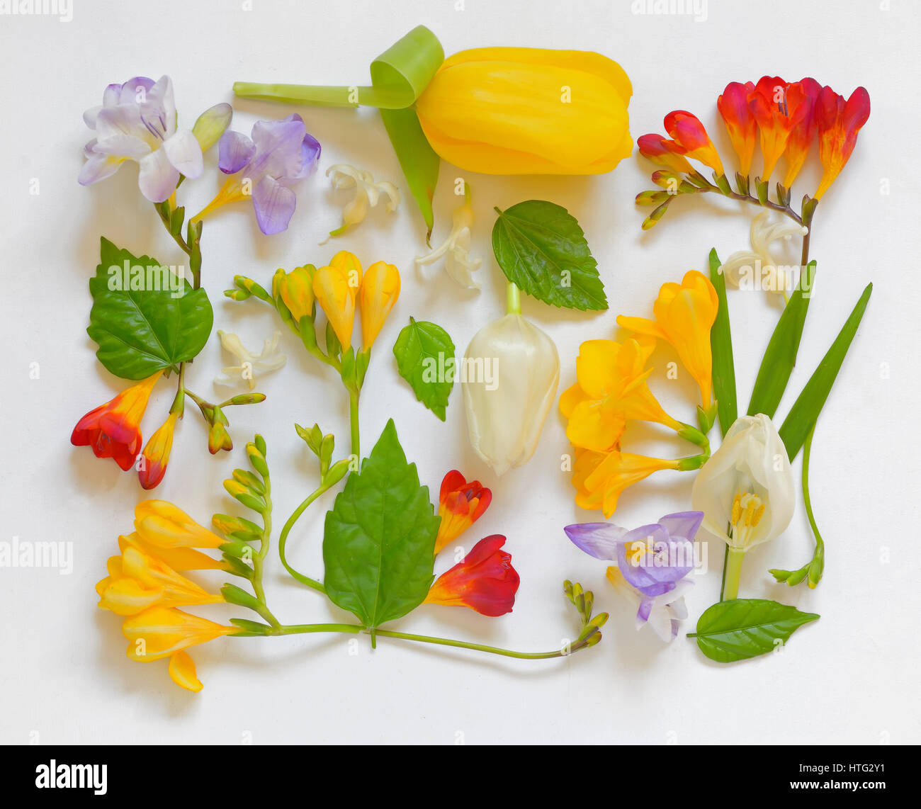 Spring Flower Frame on white background Stock Photo - Alamy