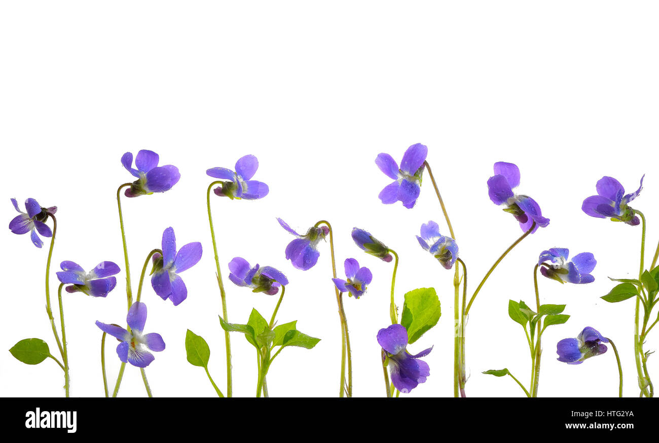 Viola odorata flowers on white background Stock Photo - Alamy