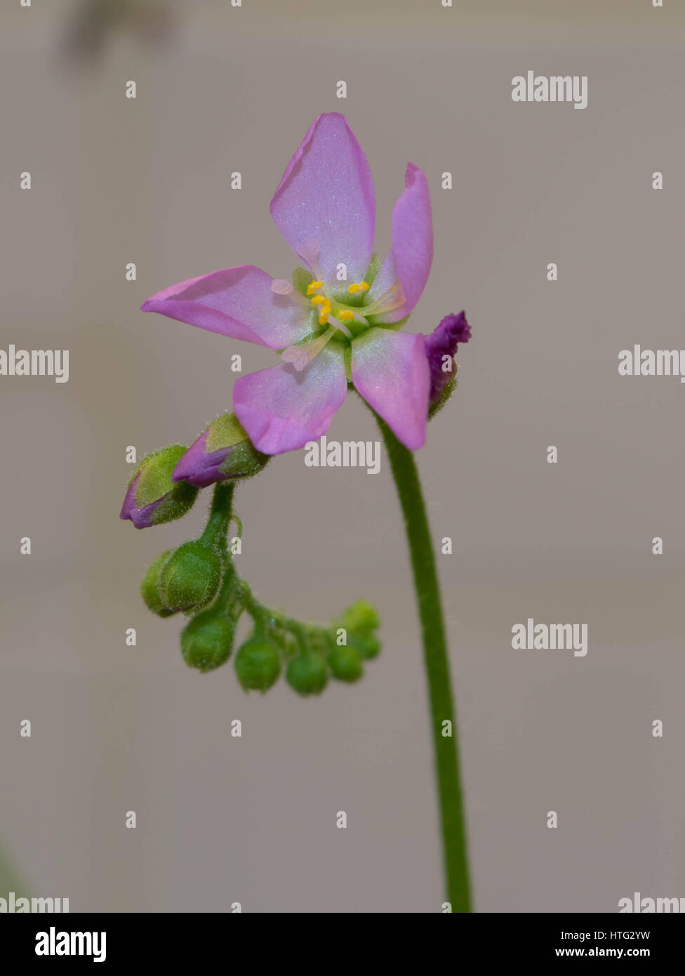 sundew plant' flower Stock Photo - Alamy