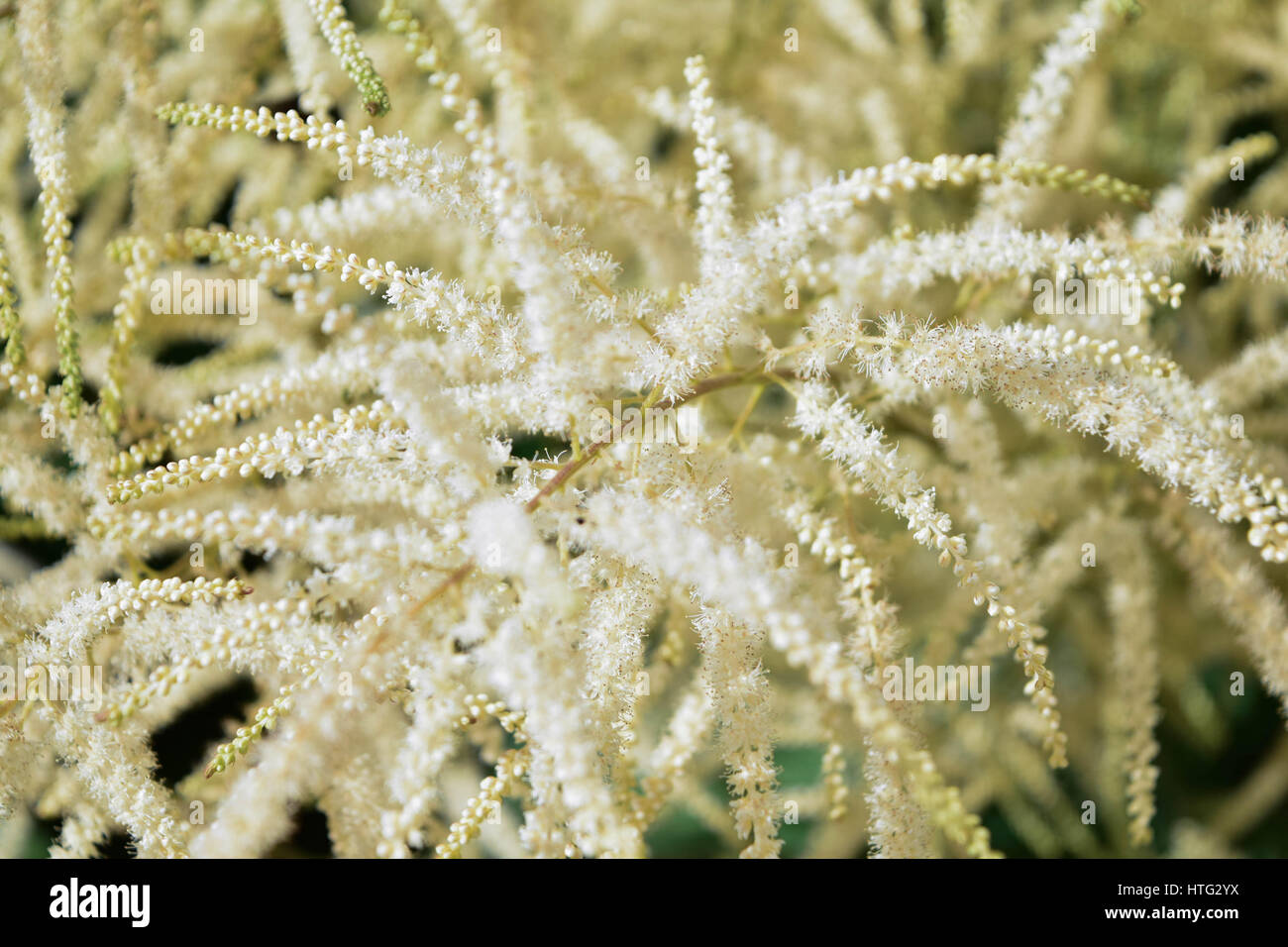 Brides feather plant hi-res stock photography and images - Alamy