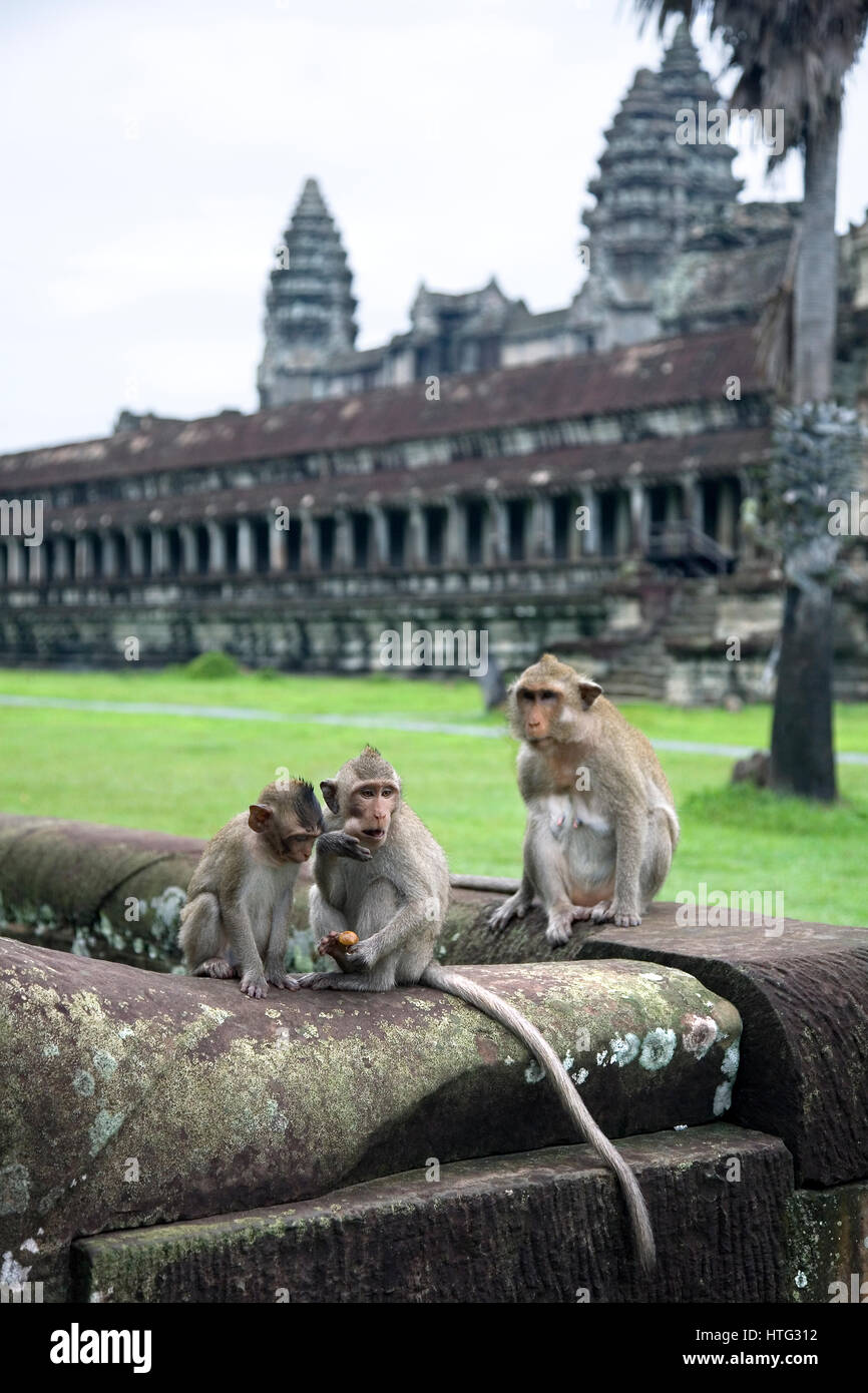 monkeys in Angkor Wat temples. Cambodia, Asia Stock Photo - Alamy